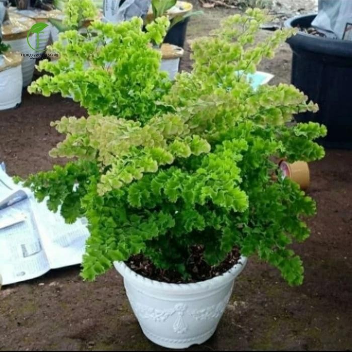 Jual KirimLgsgGan- Tanaman Hias Pakis Suplir / Tanaman Hias Adintum ...