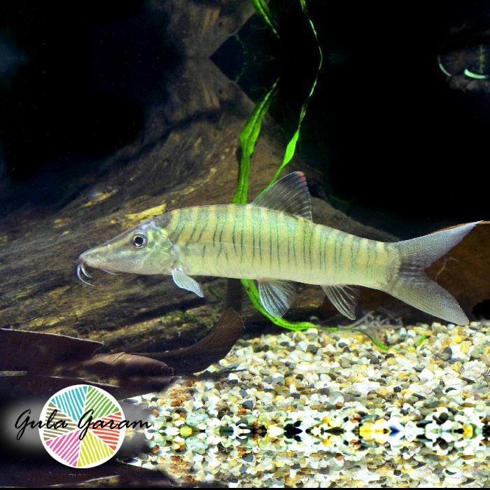 Jual PREMIUM Botia Green Tiger Ikan Hias Aquascape Hiasan Aquarium ...