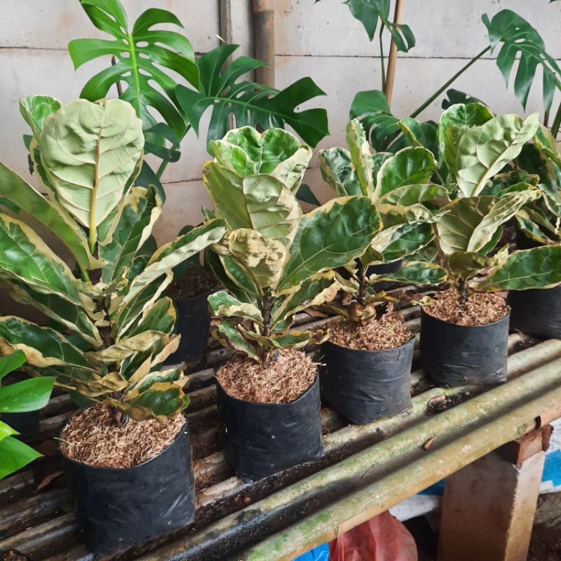 Jual Tanaman Hias Ketapang Biola Cantik Varigata Pohon Ketapang Biola ...