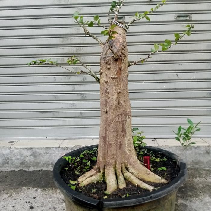 Jual Tanaman Bonsai Rukem Bahan Prospek Formal Akar Keliling | Shopee ...
