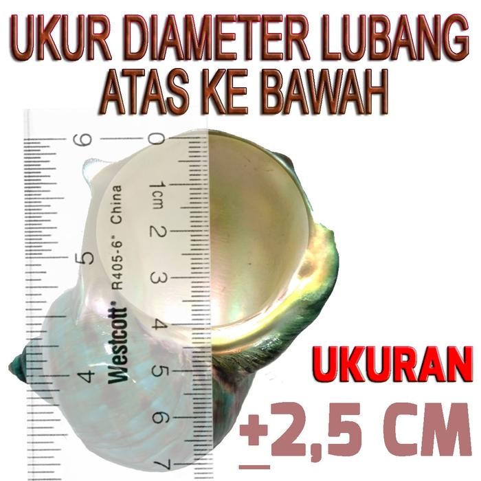 Jual New TURBO SHELL CANGKANG KOSONG KEONG RUMAH UMANG POMPONGAN ...