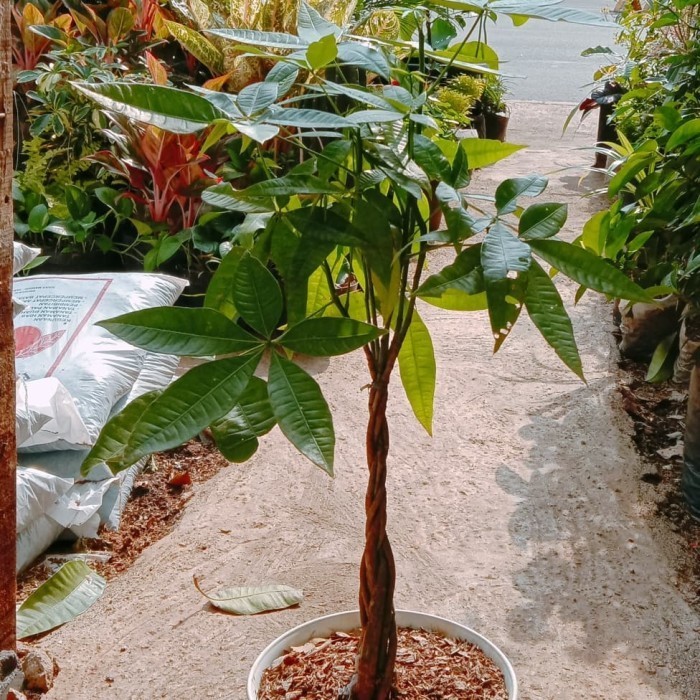 Jual Tanaman Duit/Pohon Duit/Bibit Pachira Aquatica Pacira + Pot Tawon ...