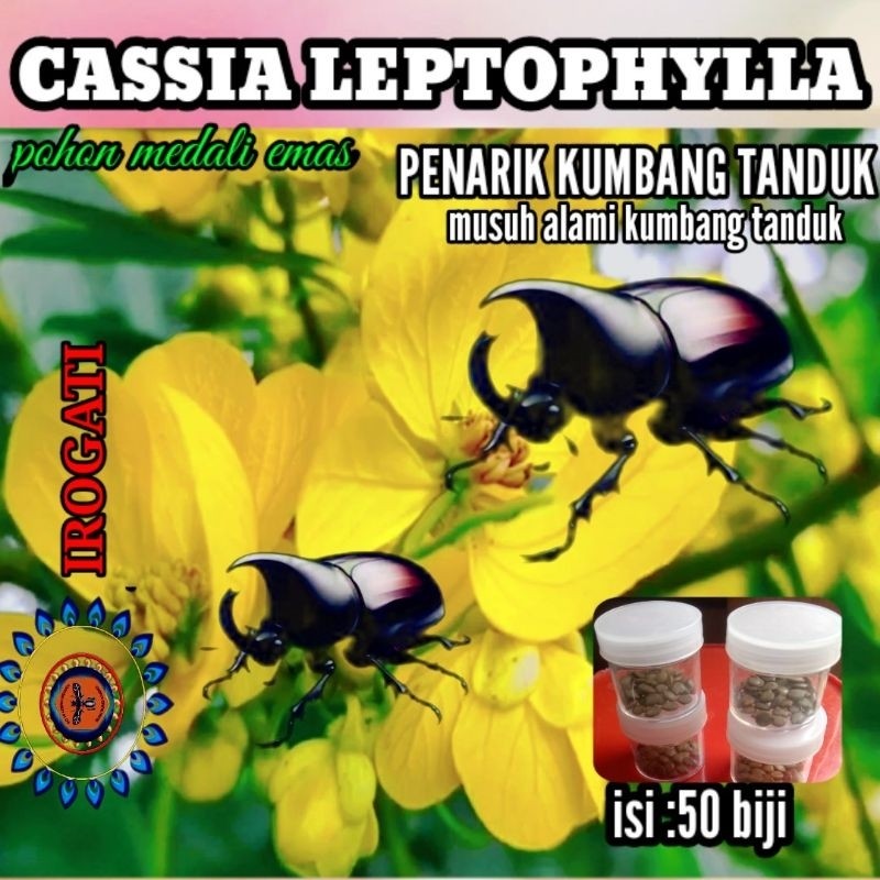 Jual BIJI CASSIA LEPTOPHYLLA / PENGENDALI KUMBANG TANDUK #racunkumbangtanduk | Shopee Indonesia