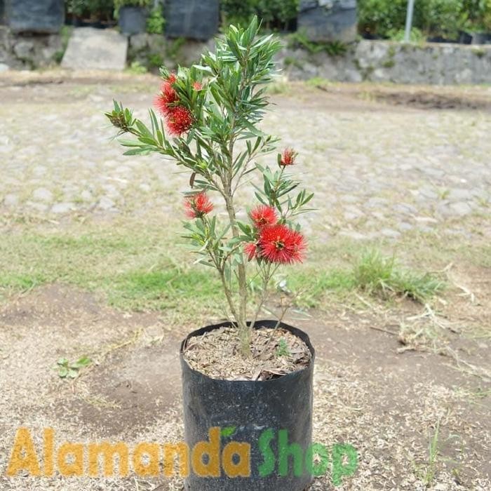 Jual Tanaman Hias Callistemon ( bunga sikat botol ) | Shopee Indonesia