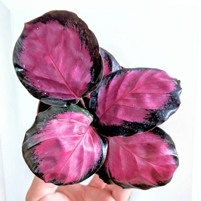Jual tanaman hias calathea roseopicta cynthia/calathea crimson | Shopee ...