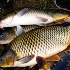 Jual IKAN MAS HIDUP SEKILO ISI DUA + BUMBU RACIK | Shopee Indonesia