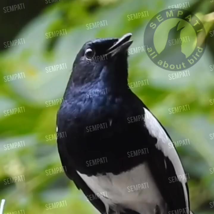 Jual SEMPATI UF The Ultimate Fighter Formula Kuning 30ml Vitamin Import ...