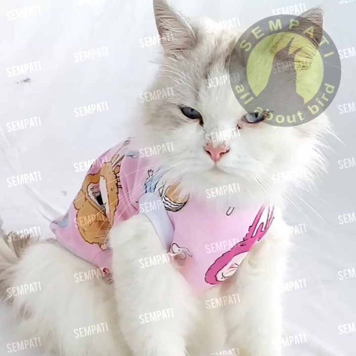 Jual SEMPATI Baju Kucing Motif Labubu Full Color Warna Pink Biru ...