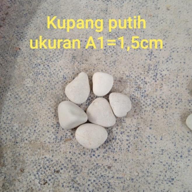 Jual batu koral kupang putih 12kg - A2=2cm | Shopee Indonesia