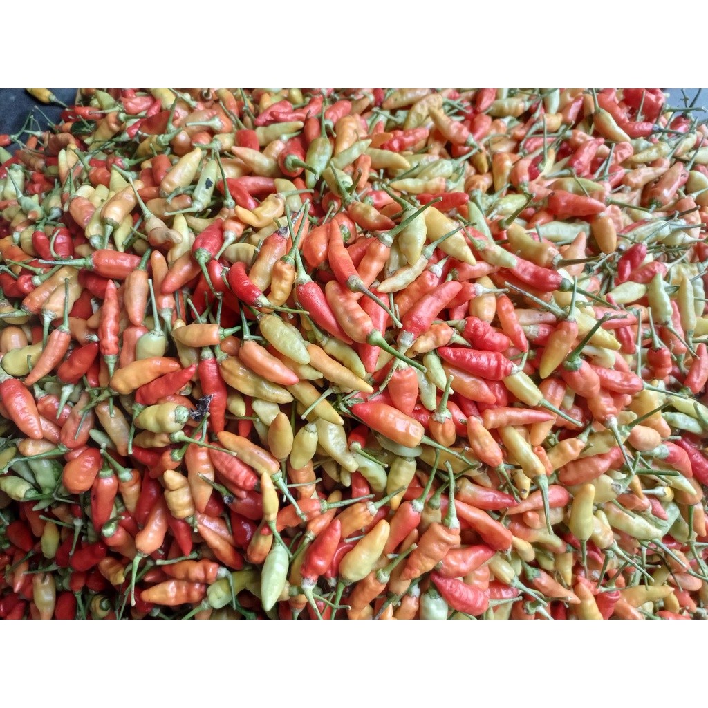Jual Cabai Segar Lokal Terbaik /Dari Petani Langsung ke Meja Anda/Cabai ...