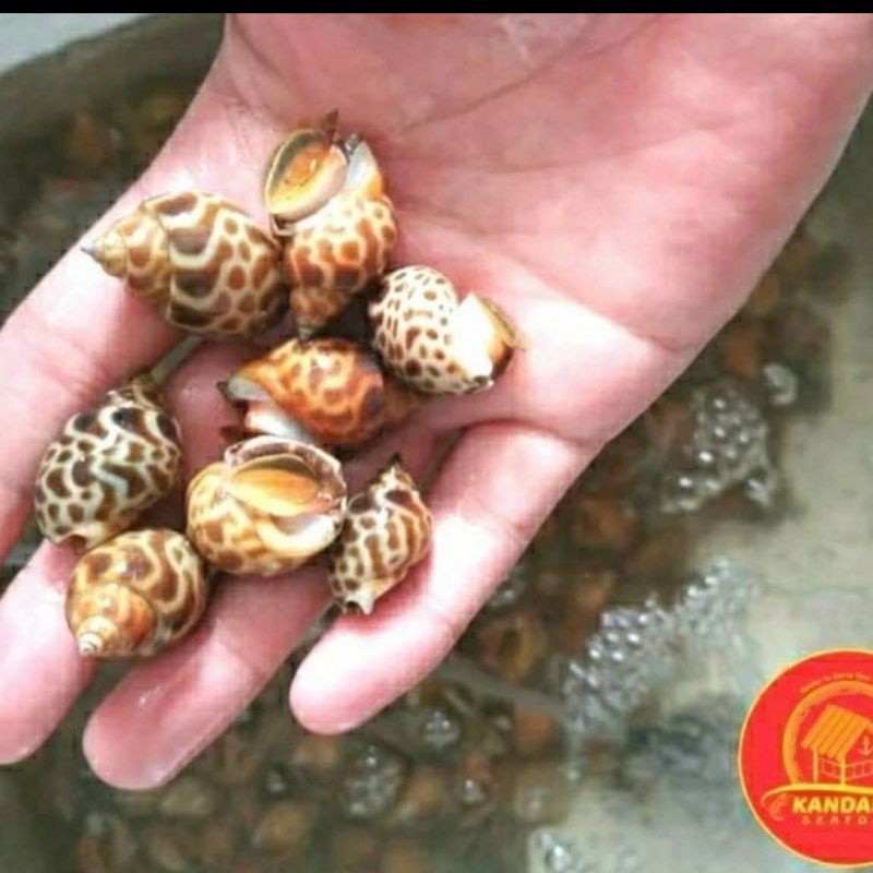 Jual Kerang Keong Macan Hidup Live Seafood Per Kg | Shopee Indonesia