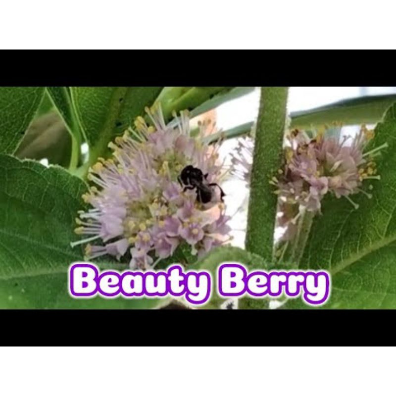Jual bunga beauty Berry impor tanaman tak mengenal musim Kecil aja bisa ...