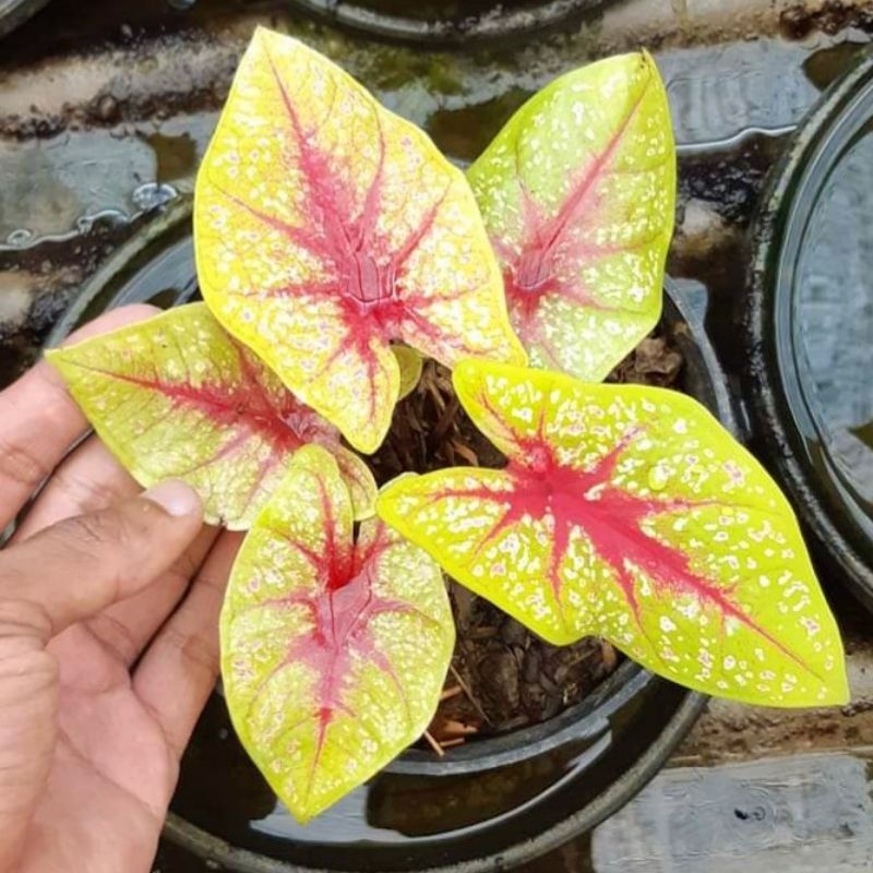 Jual BISA COD Bunga caladium tears of the sun/ caladium tears of the ...