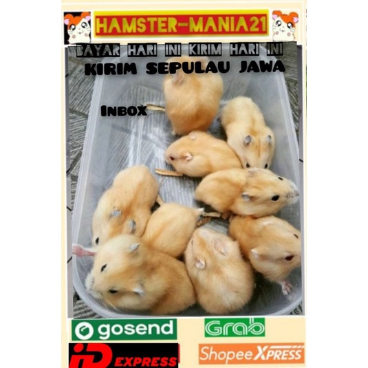 Jual Hamster winter golden jinak-kirim sejawa barat | Shopee Indonesia
