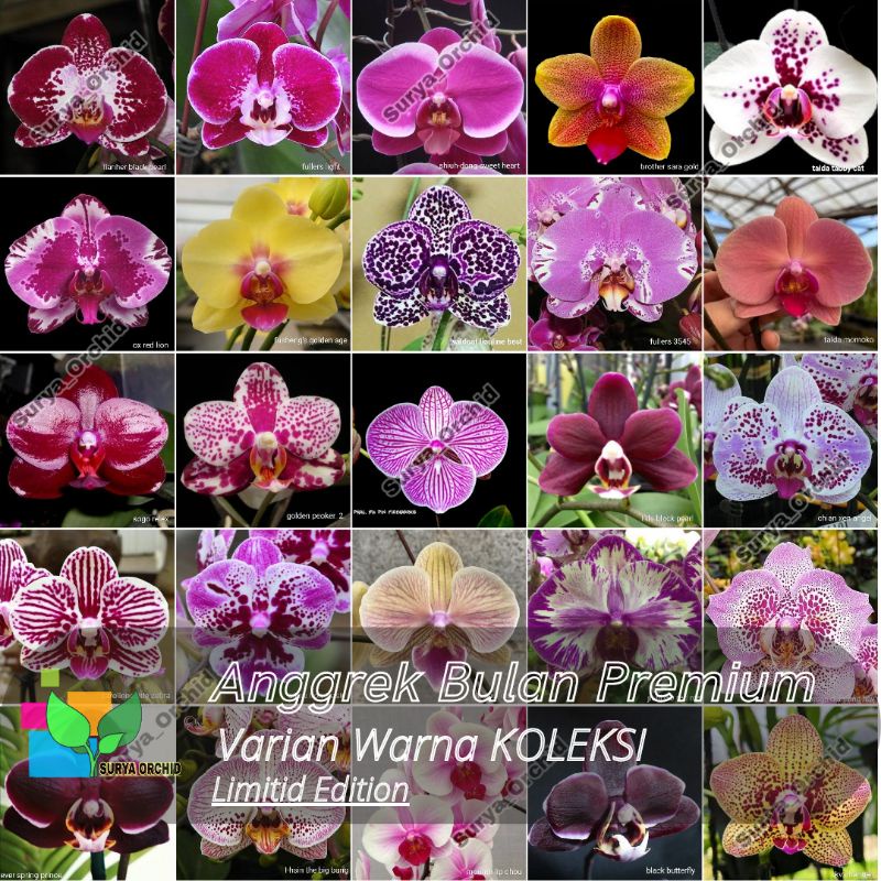 Jual Anggrek Bulan Hybrid Premium Import Taiwan Anggrek Bulan Varian ...