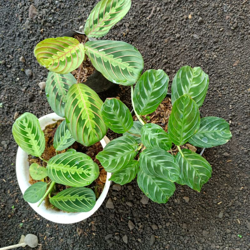 Jual Paket 3 Calathea Lemon Lime, Red Maranta dan Maranta Masangeana ...