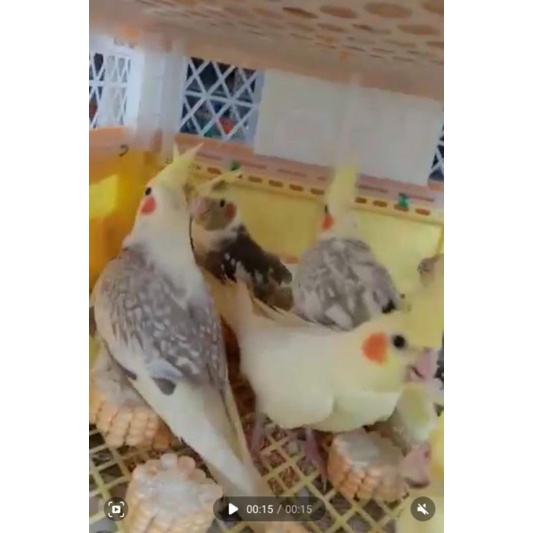 Jual Burung parkit falk australi | Shopee Indonesia