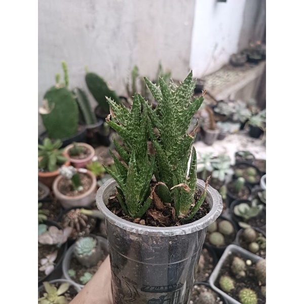 Jual Sukulen Tiger Tooth Aloe Murah | sukulen kaktus murah echeveria ...