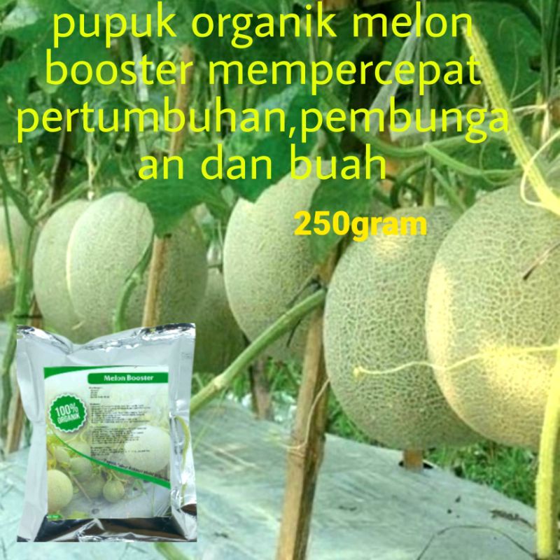 Jual Pupuk melon booster agar cepat berbuah dan memaksimalkan ukuran buah melon pupuk organik ...