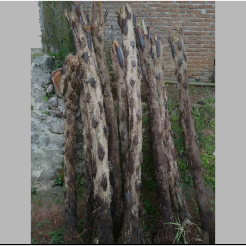 Jual Pakis moyet bulu putih/pakis kera /pakis haji 2 meter | Shopee ...
