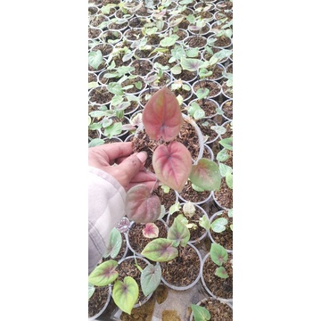 Jual Caladium Black Ngong ( Thailand Series ) | Shopee Indonesia