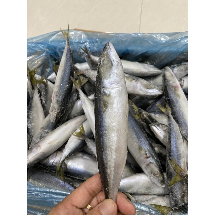 Jual IKAN SALEM IQF PREMIUM / IKAN MACKAREL/ SABA FISH PER 1 KG ...