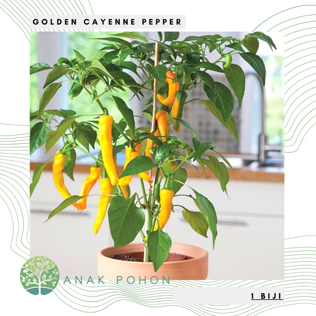Jual Benih Bibit Biji - Cabai Golden Cayenne Pepper Cabe Kuning Panjang ...