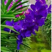 Jual anggrek vanda seedling bunga cantik COD | Shopee Indonesia
