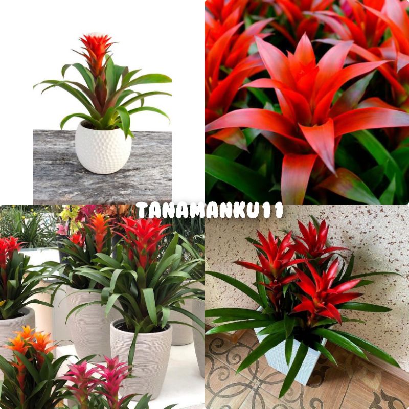 Jual tanaman bromelia bunga merah guzmania sudah berbunga | Shopee ...