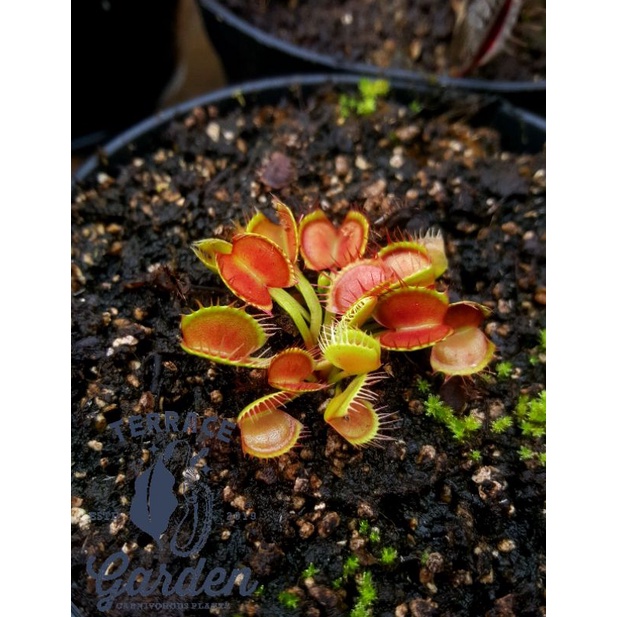 Jual jual Venus Fly Trap Cross teeth dionaea muscipula | Shopee Indonesia