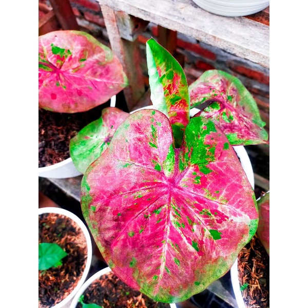 Jual Bunga Caladium Keladi Hias Hybrid H02 | Shopee Indonesia