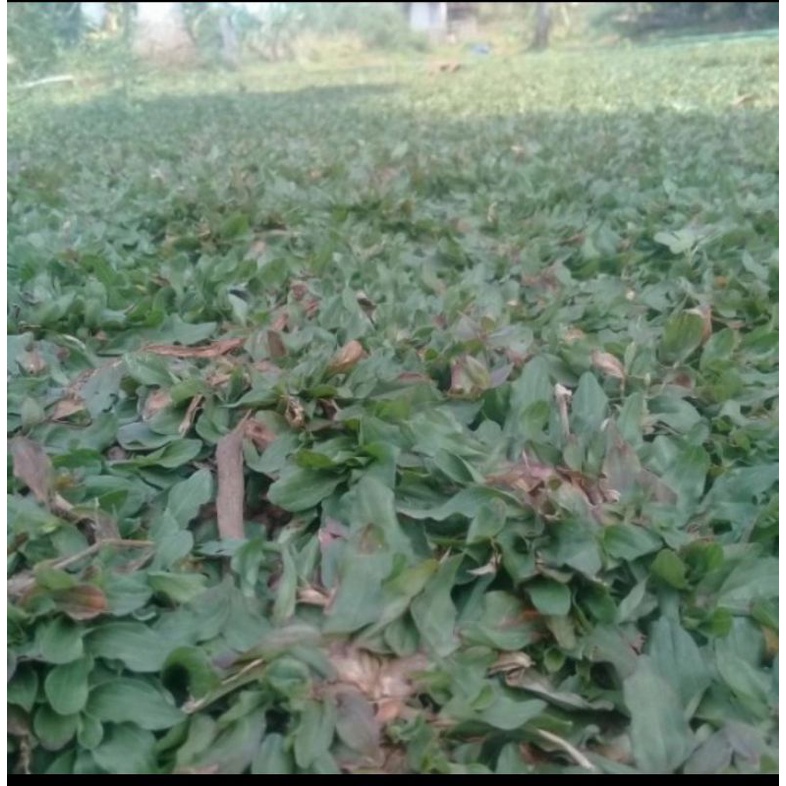 Jual Rumput Gajah Mini 1 Meter Shopee Indonesia
