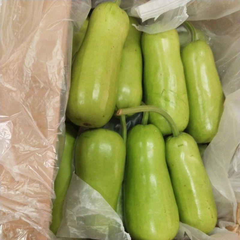 Jual Labu air/Kok phu/labu air kalimantan | Shopee Indonesia