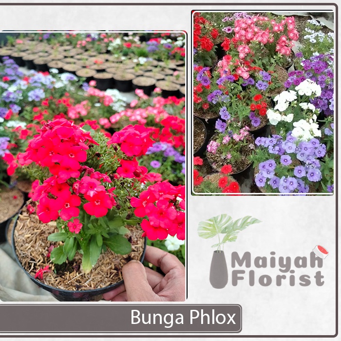 Jual Bunga Phlox - Sudah Berbunga - Tanaman Hias - Beragam Warna ...