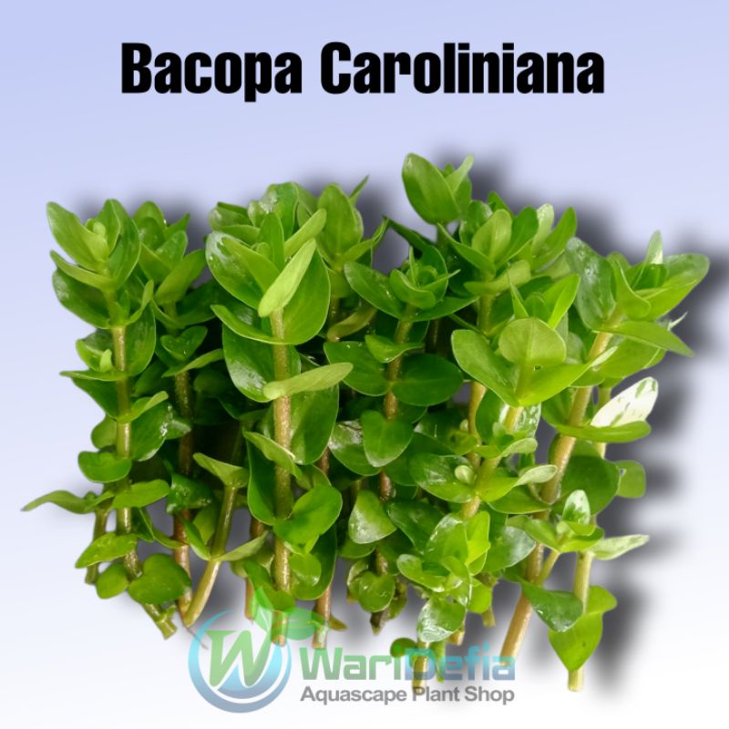 Jual Bacopa Caroliniana Tanaman Aquascape 15 Batang | Shopee Indonesia