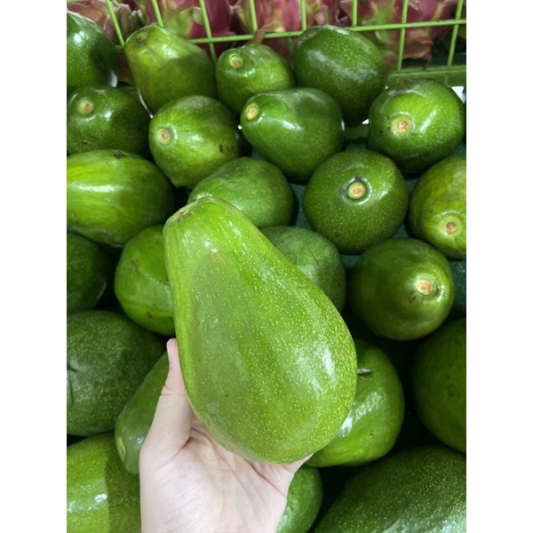 Jual apokat alpukat mentega super jawa tengah (s 900-1000gr (harap ...