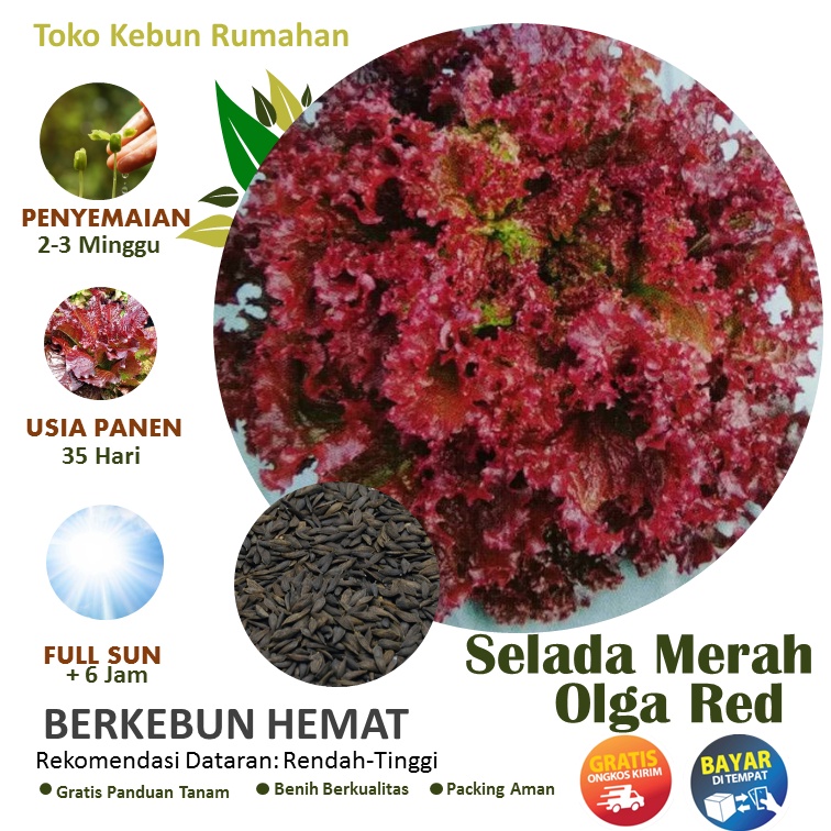 Jual 100 Biji Benih Sayuran Bibit Selada merah olga red Untuk berkebun media hidroponik dan ...