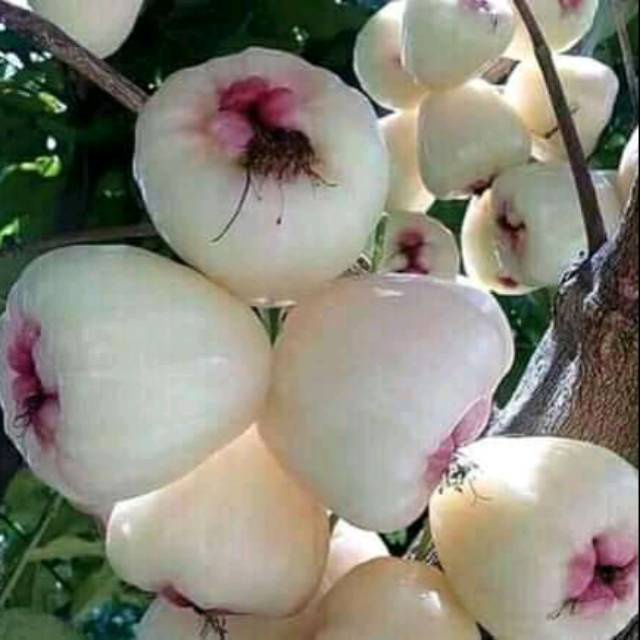 Jual BIBIT JAMBU SUSU PUTIH MANIS OKULASI CEPAT BERBUAH | Shopee Indonesia