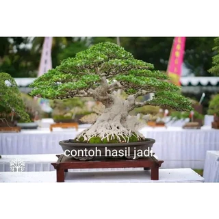 Jual Pohon Bonsai Terlengkap & Harga Terbaru Agustus 2024 | Shopee Indonesia