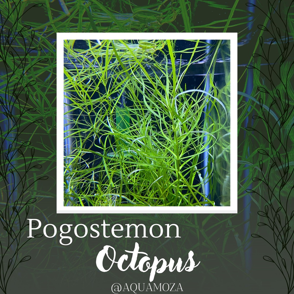 Jual Pogostemon Octopus ( Tanaman Aquascape Tanpa Co2 ) | Shopee Indonesia