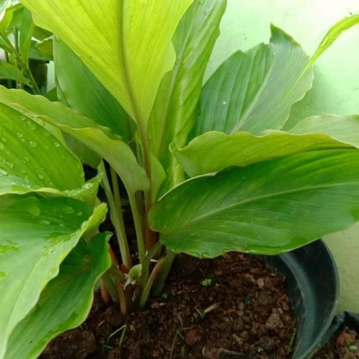 Jual bibit kunyit hitam asli tanaman herbal pohon kunyit hitam 2 tunas ...