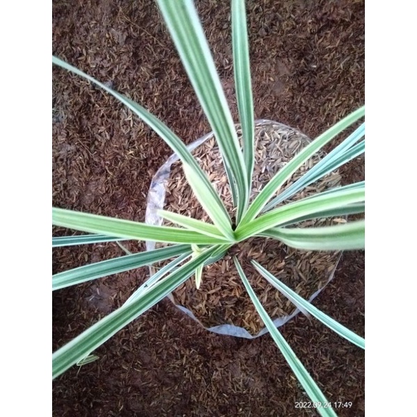 Jual Tanaman alang alang putih | Shopee Indonesia