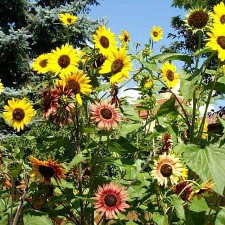 Jual BIJI BUNGA MATAHARI BERBAGAI JENIS DAN WARNA (MIX) 150 BENIH (PREMIUM QUALITY) A127 ...