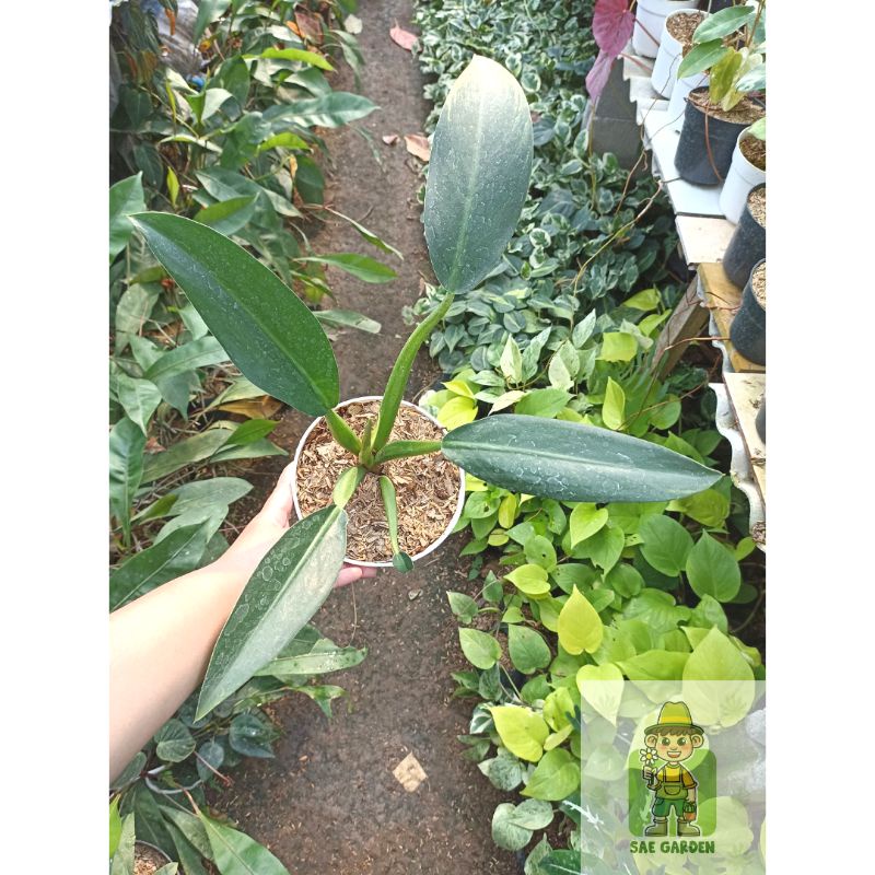 Jual Philodendron Martianum / Philo Katak | Shopee Indonesia