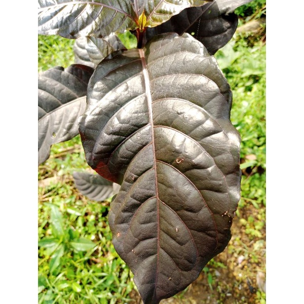 Jual Daun handeuleum daun ungu daun herbal obat wasir(100gr) | Shopee ...