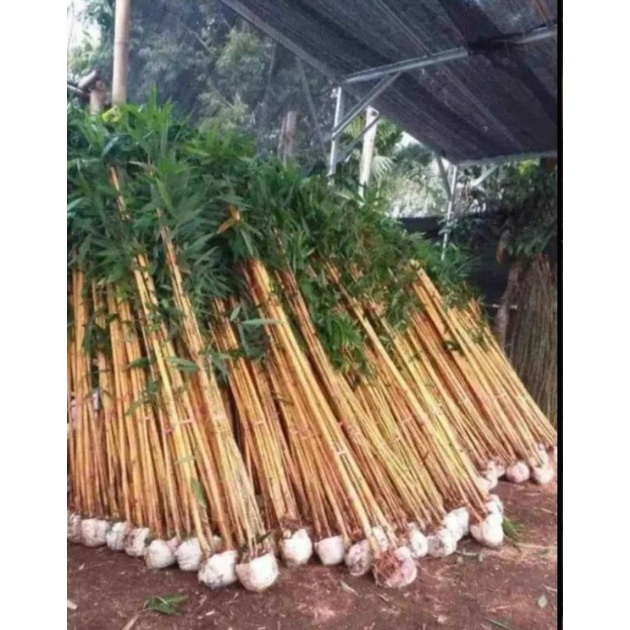 Jual Bambu kuning / bambu panda / tanaman hias bambu panda /kuning ...