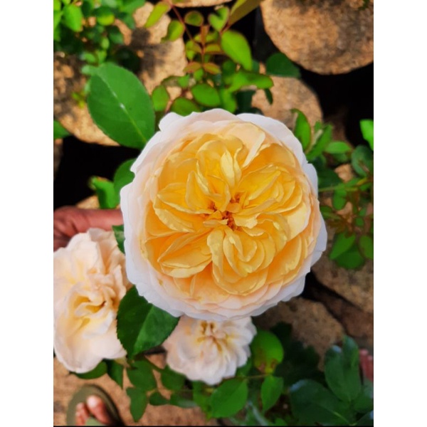 Jual Paket 6 mawar import | Shopee Indonesia