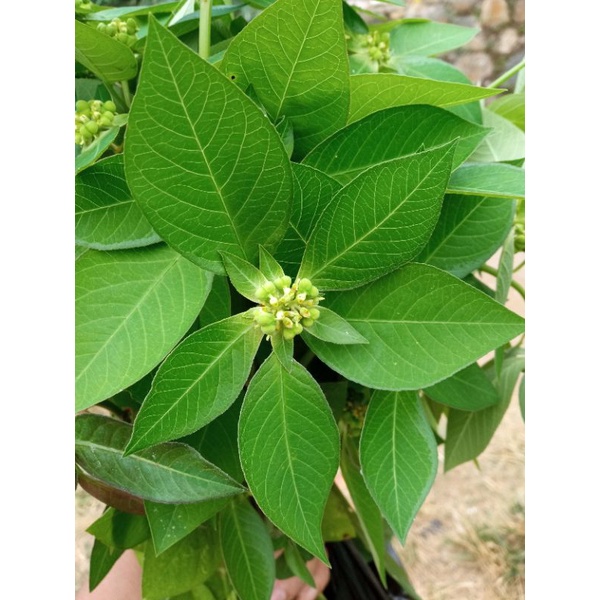 Jual daun Kate mas atau Sena 250g | Shopee Indonesia