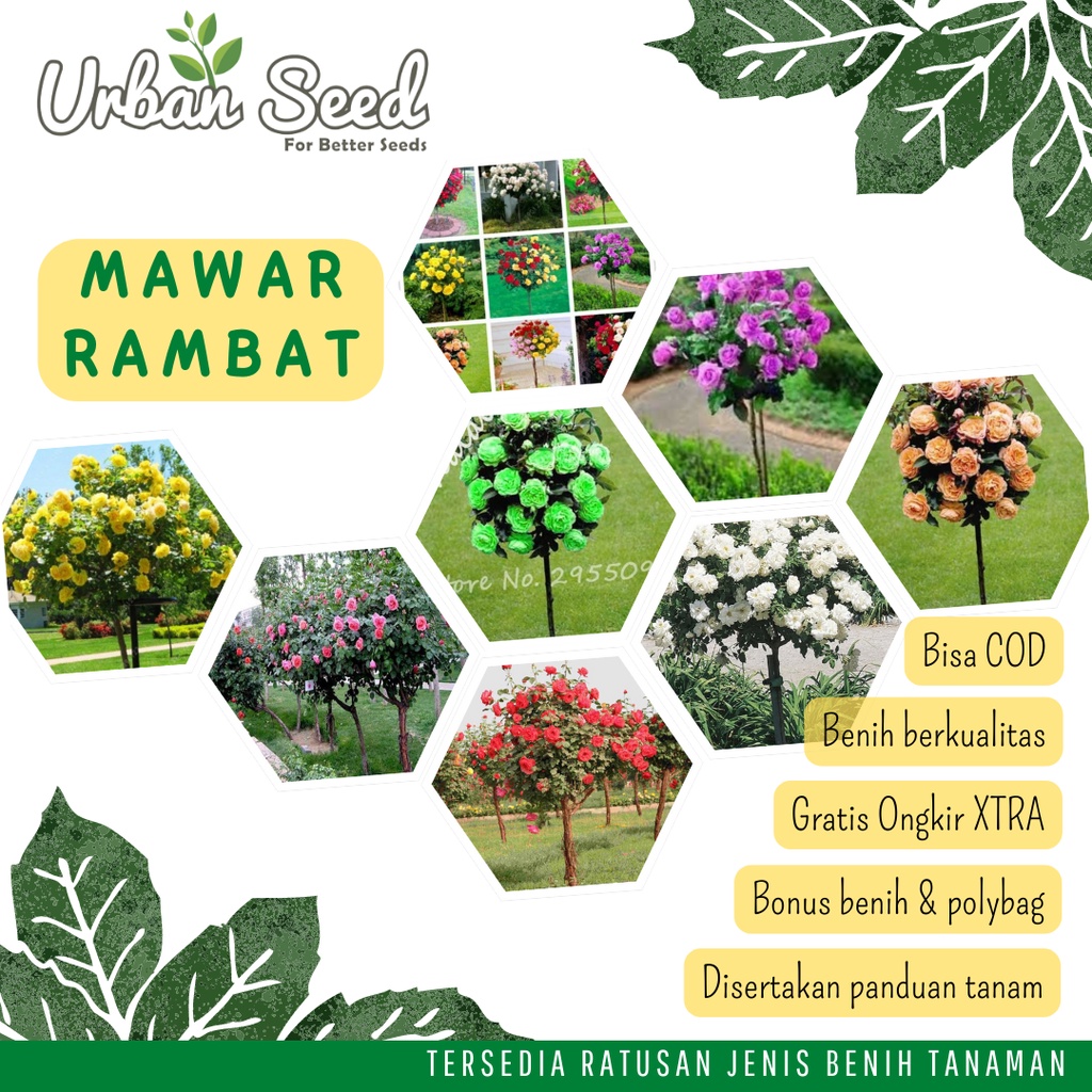 Jual Biji Benih Bunga Mawar Pohon Mixed (Rose Tree Seeds Mixed ...
