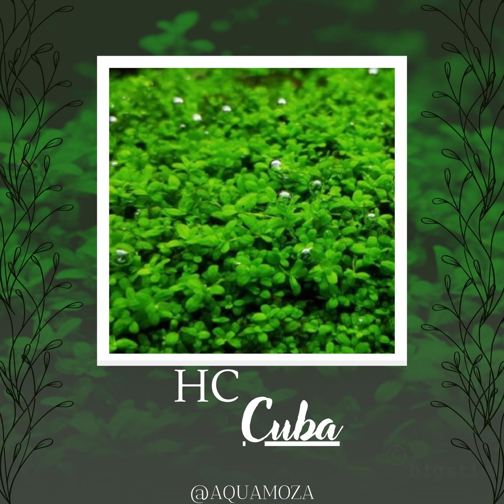 Jual Hc cuba ( Tanaman Carpet Aquascape Tumbuhan Air Aquarium) | Shopee ...